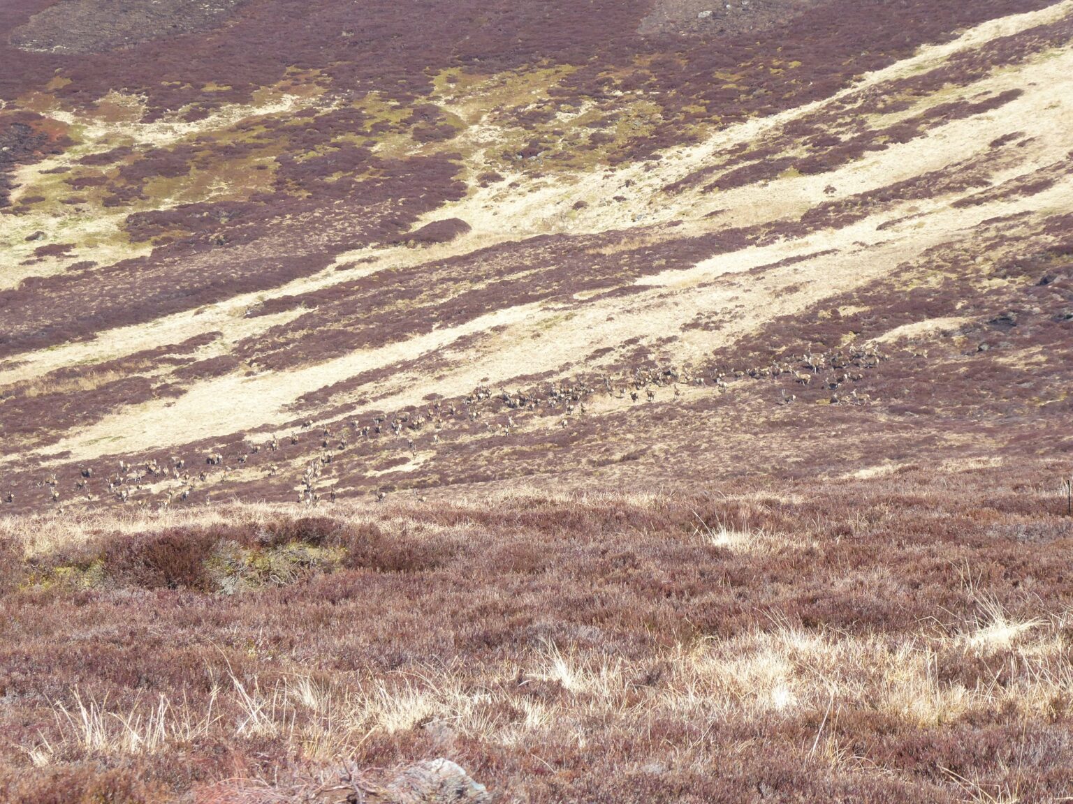 Deer density & the Cairngorms (1) - NatureScot's target of 10 per sq km ...