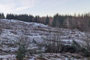 Forestry, finance and nature - the cracks are beginning to show at ...