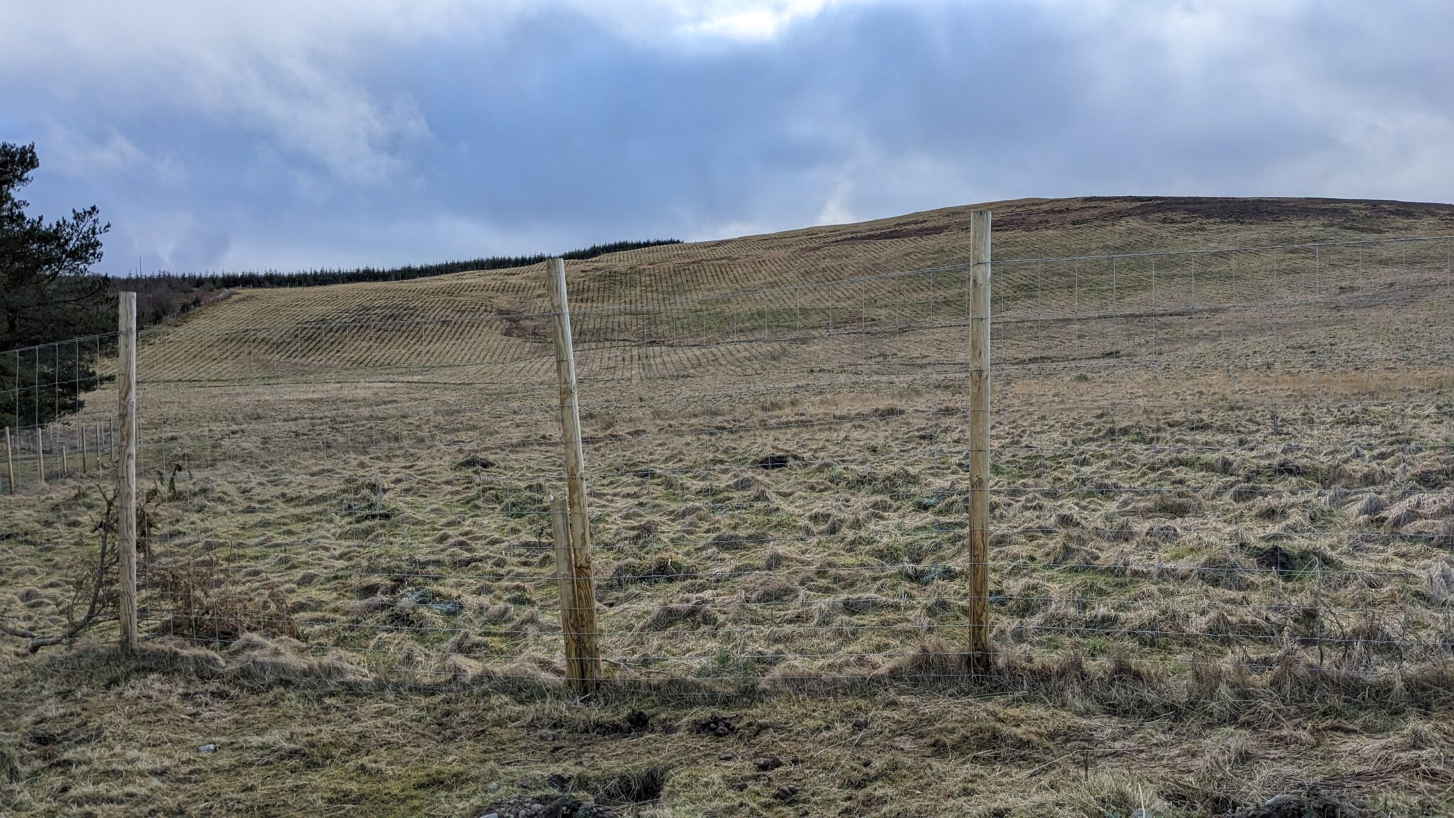 Stobo Hope, Scottish Forestry & the dubious claims made by commercial ...