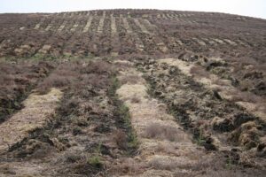Stobo Hope, Scottish Forestry & the dubious claims made by commercial ...