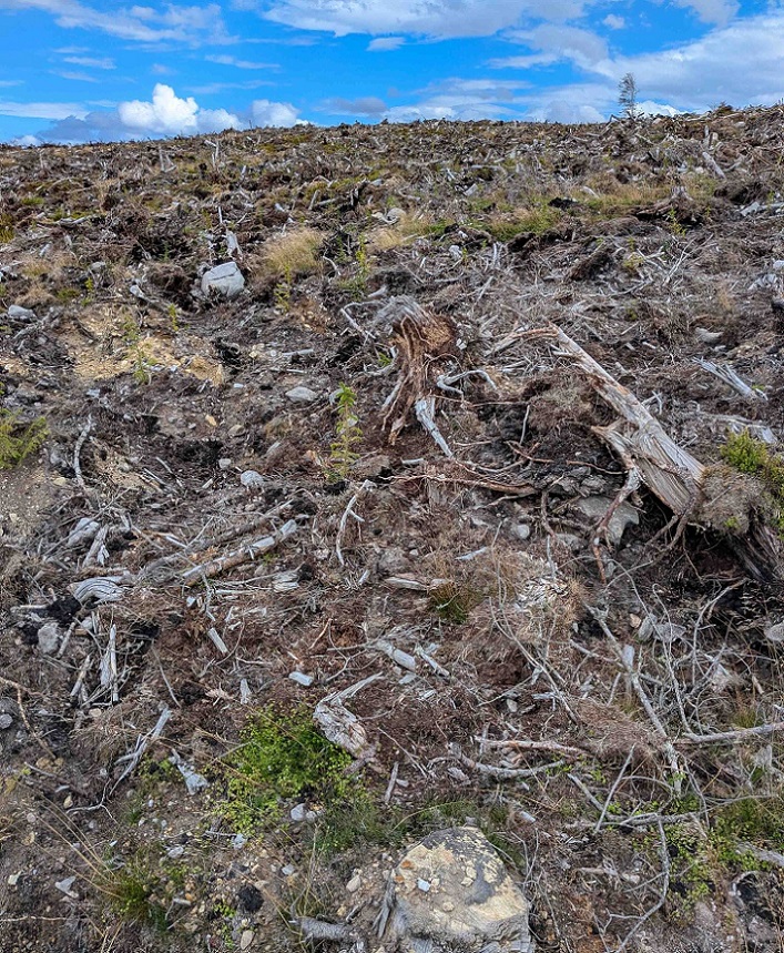 The near total destruction of a Twinflower population at Creag Bheithe ...
